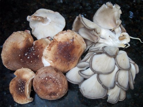 Japanese mushroom rice (kinoko gohan) - Caroline's Cooking