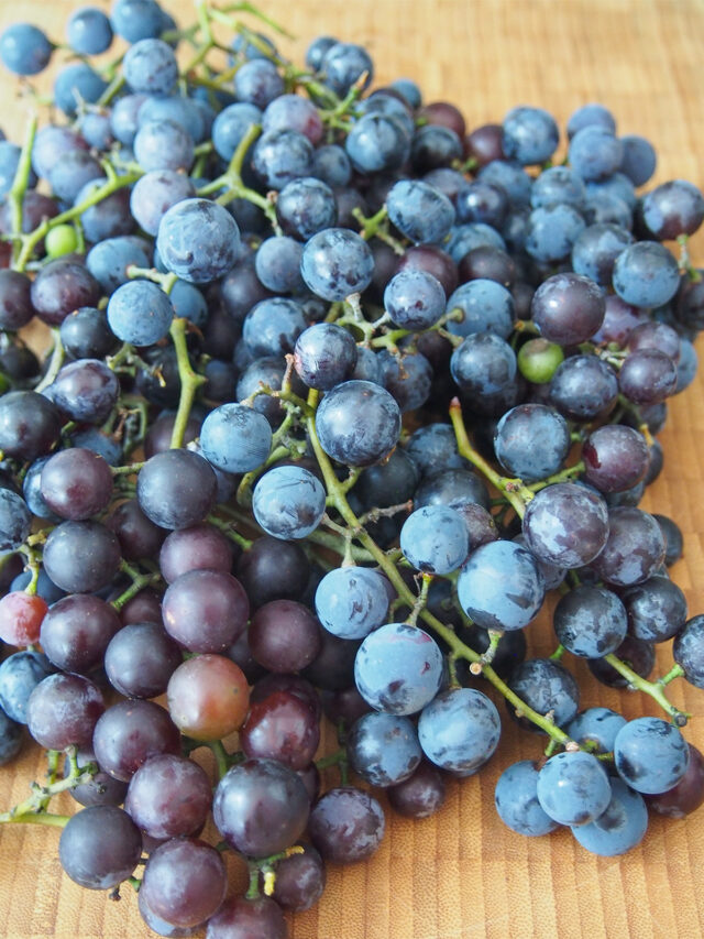 Concord grape sorbet - Caroline's Cooking